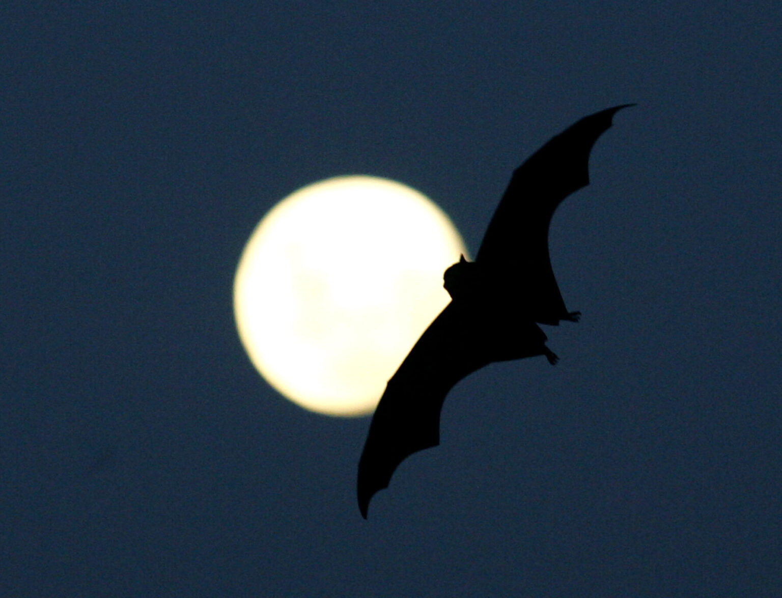 Busting bat myths - Australian Geographic