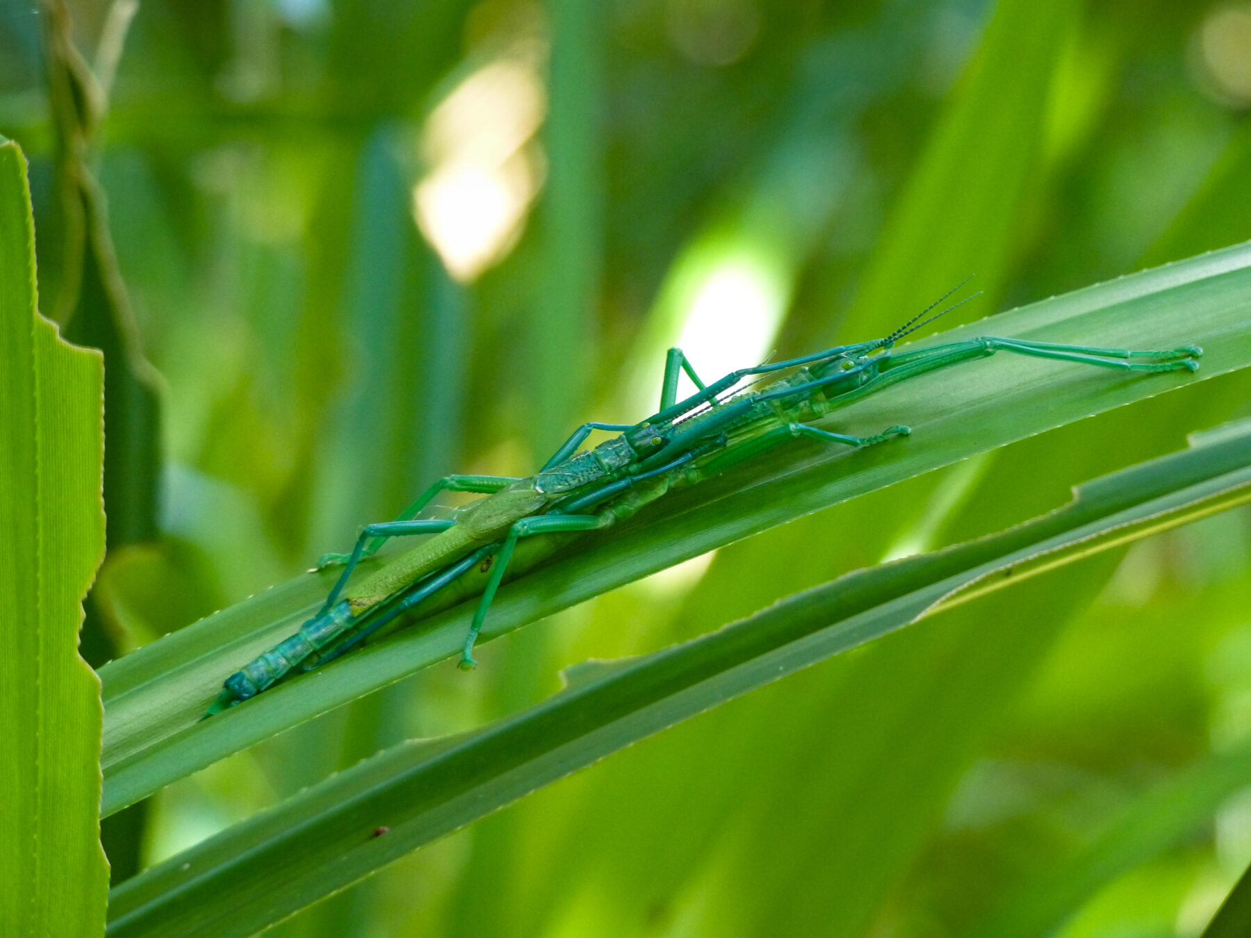 This arthropod is minty fresh - Australian Geographic