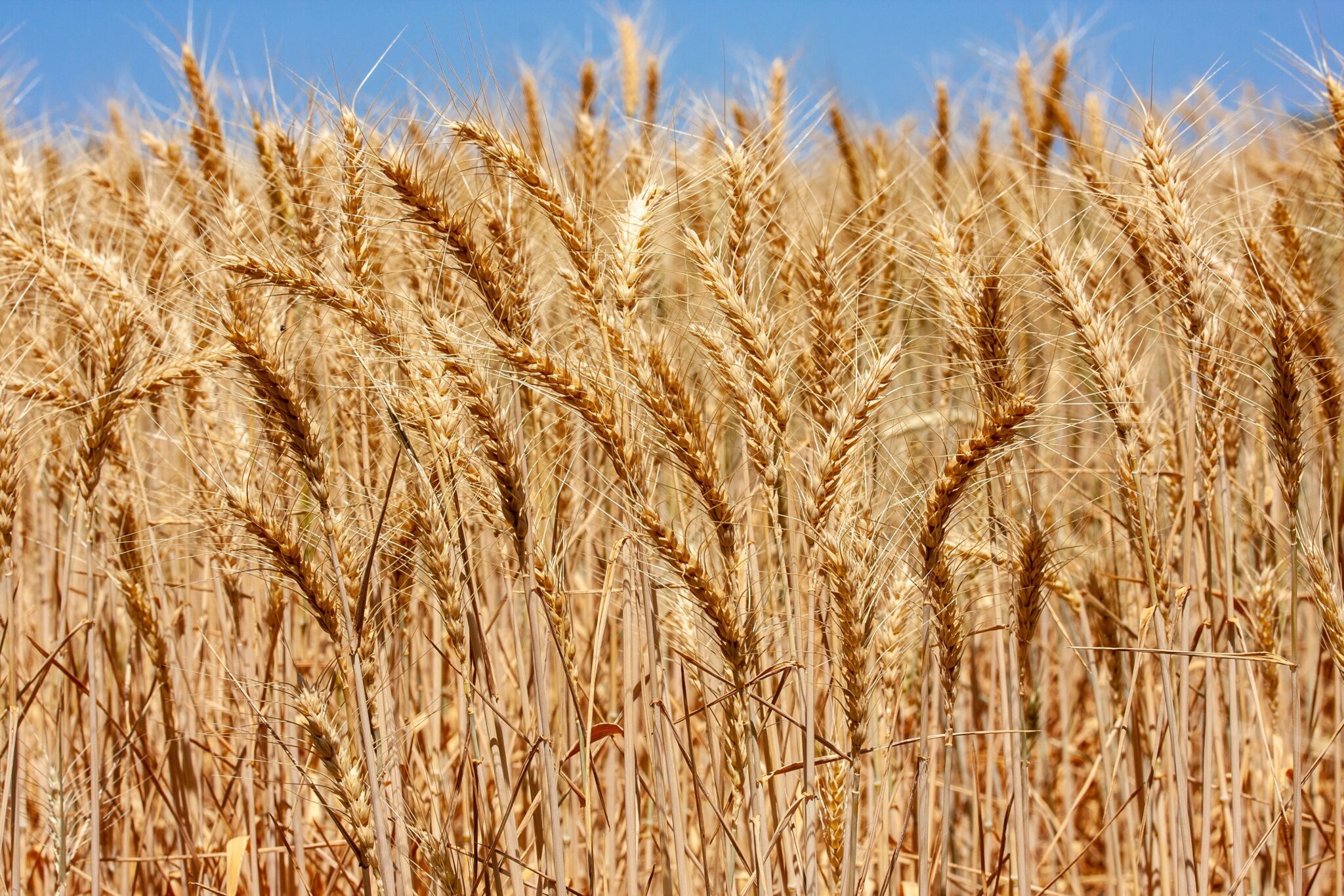 Defining Moments in Australian History: Federation wheat - Australian Geographic