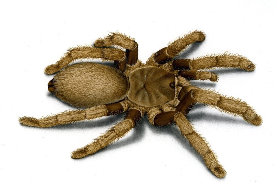 Fact File: Australian tarantula - Australian Geographic