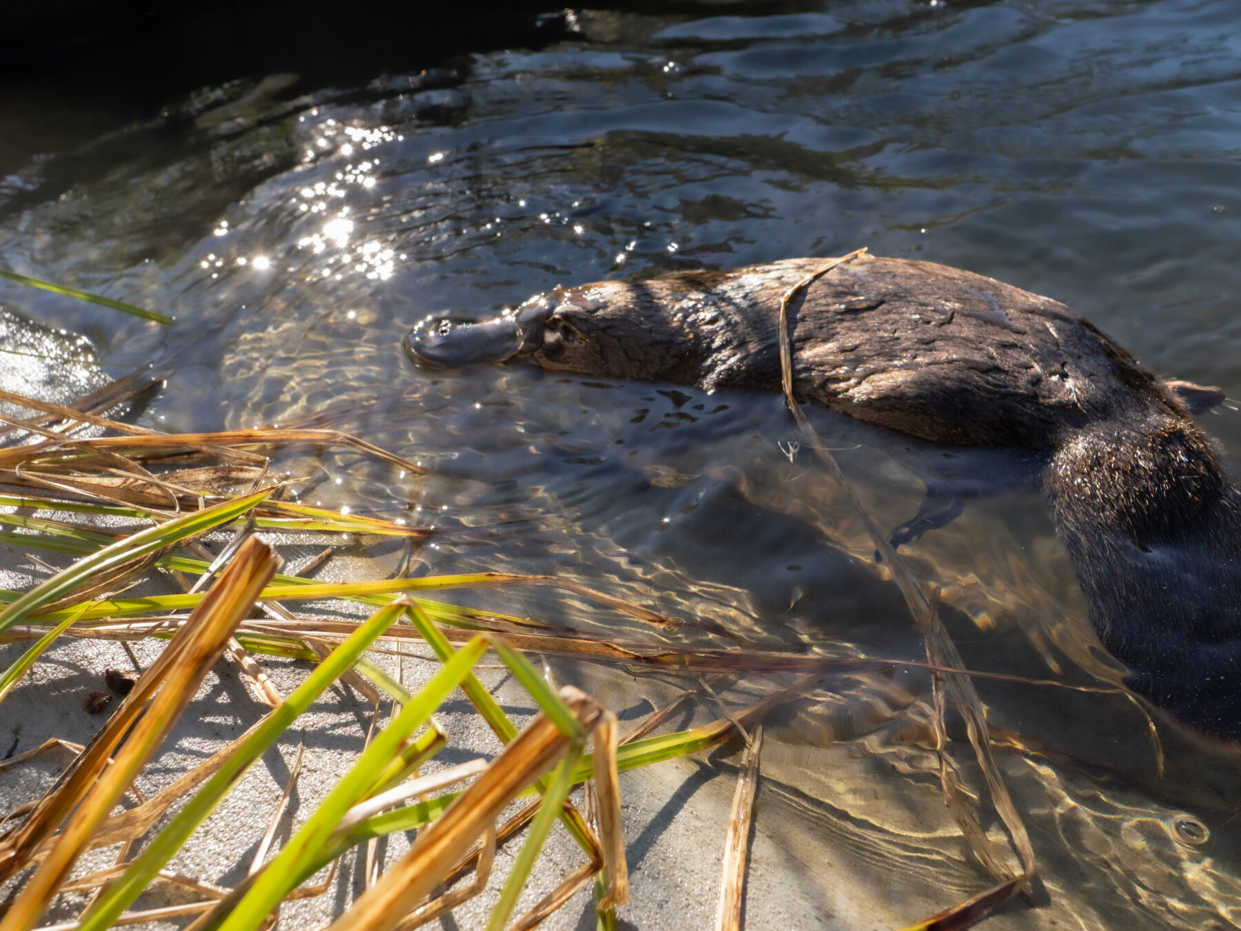 Paddleboarding pups sniff out elusive platypus - Australian Geographic
