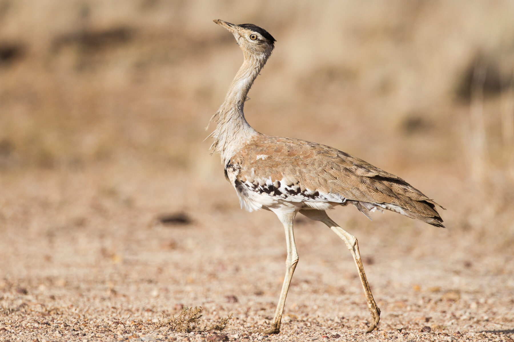Fact File: Australian bustard (Ardeotis australis) - Australian Geographic