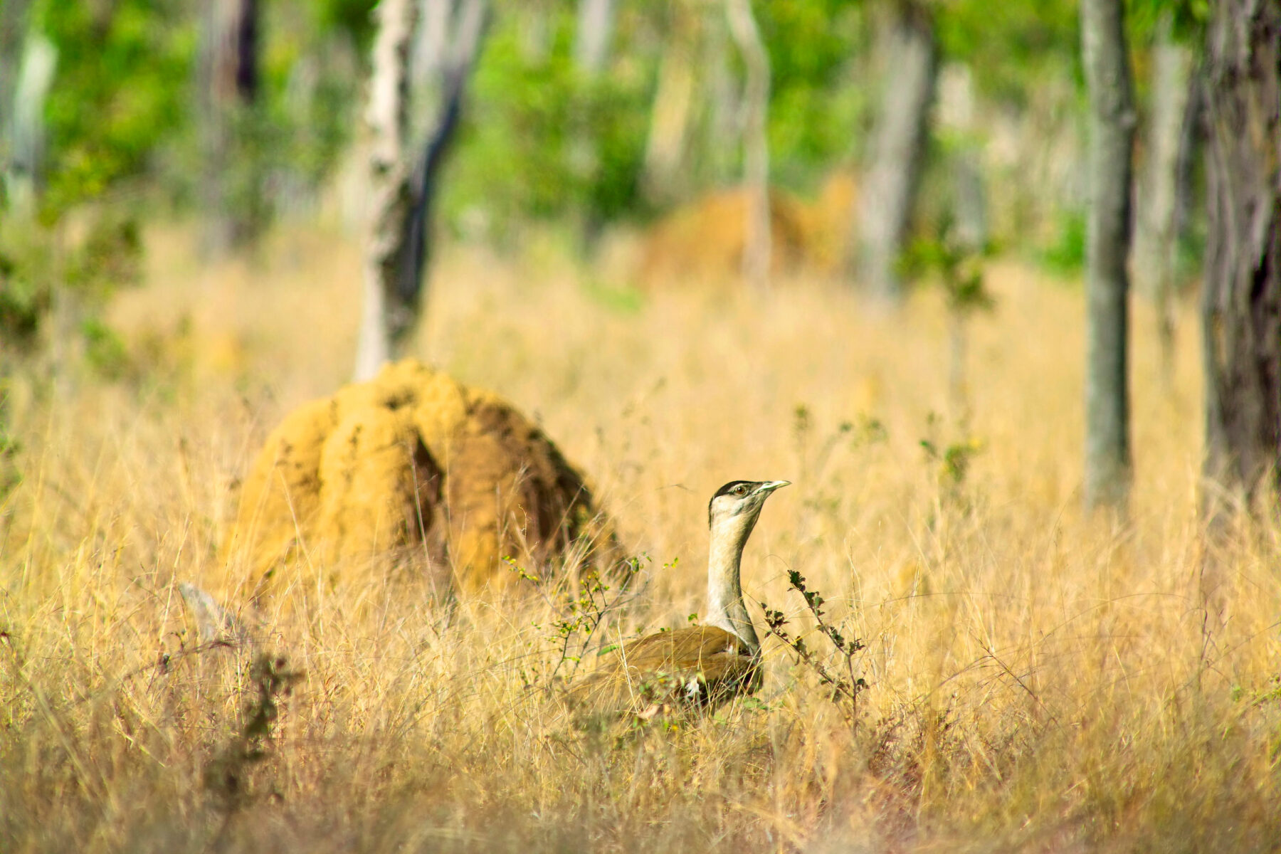 Fact File: Australian bustard (Ardeotis australis) - Australian Geographic