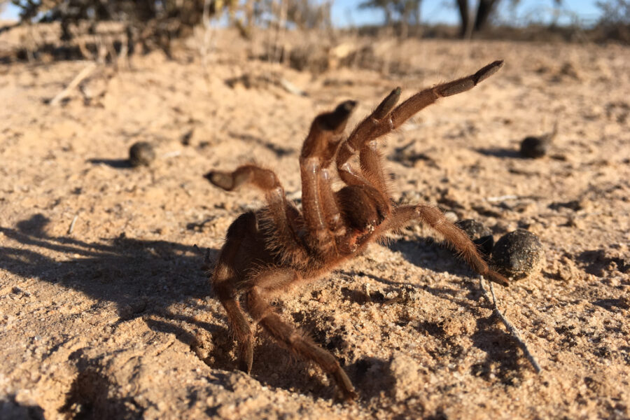 Fact File: Australian tarantula - Australian Geographic