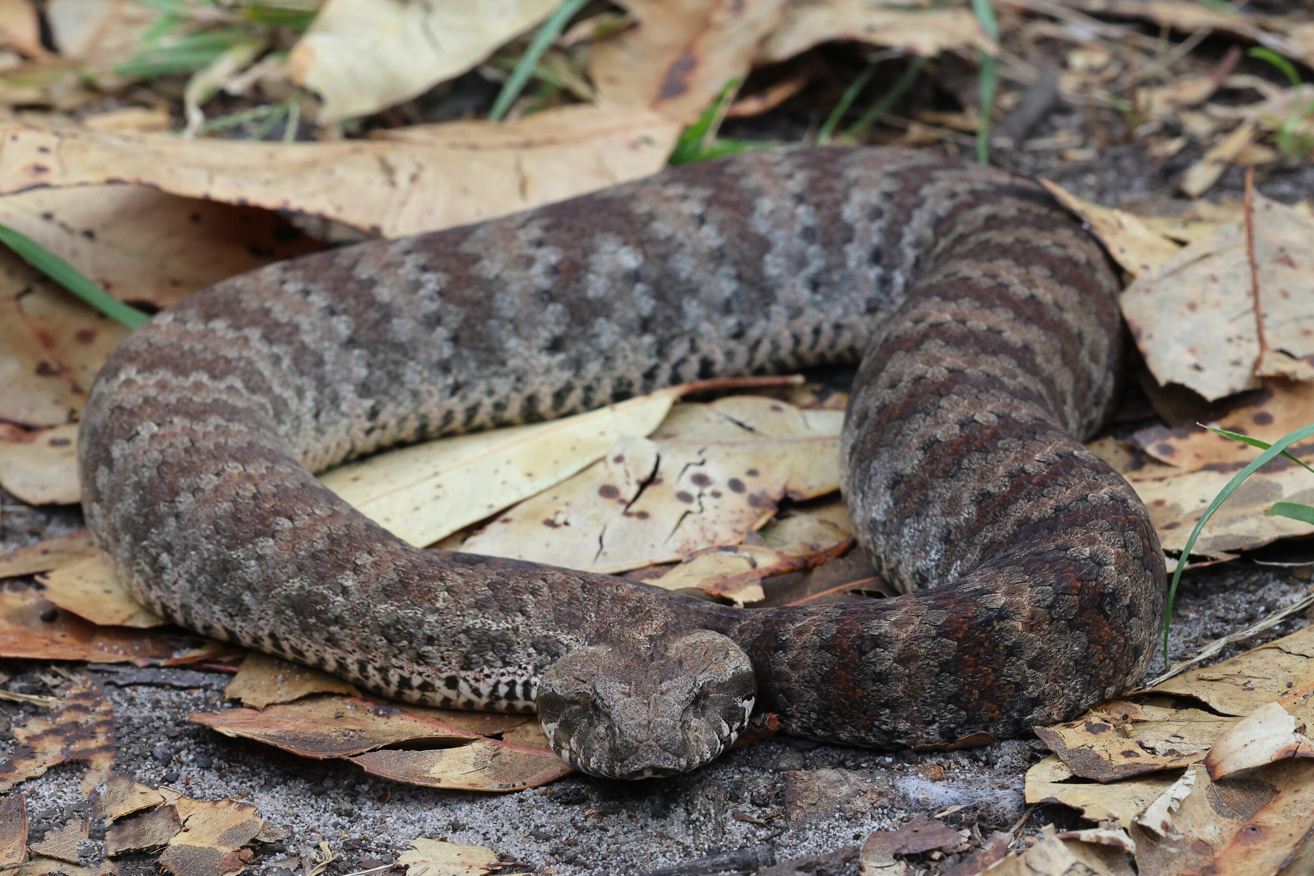 The common death adder is phoning it in - Australian Geographic