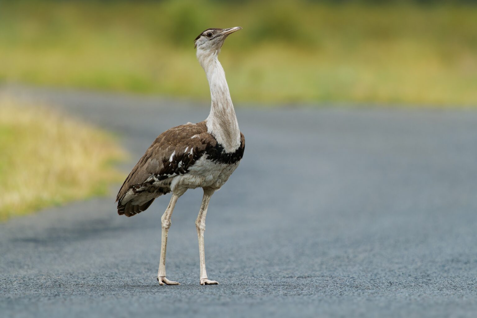 Fact File: Australian bustard (Ardeotis australis) - Australian Geographic