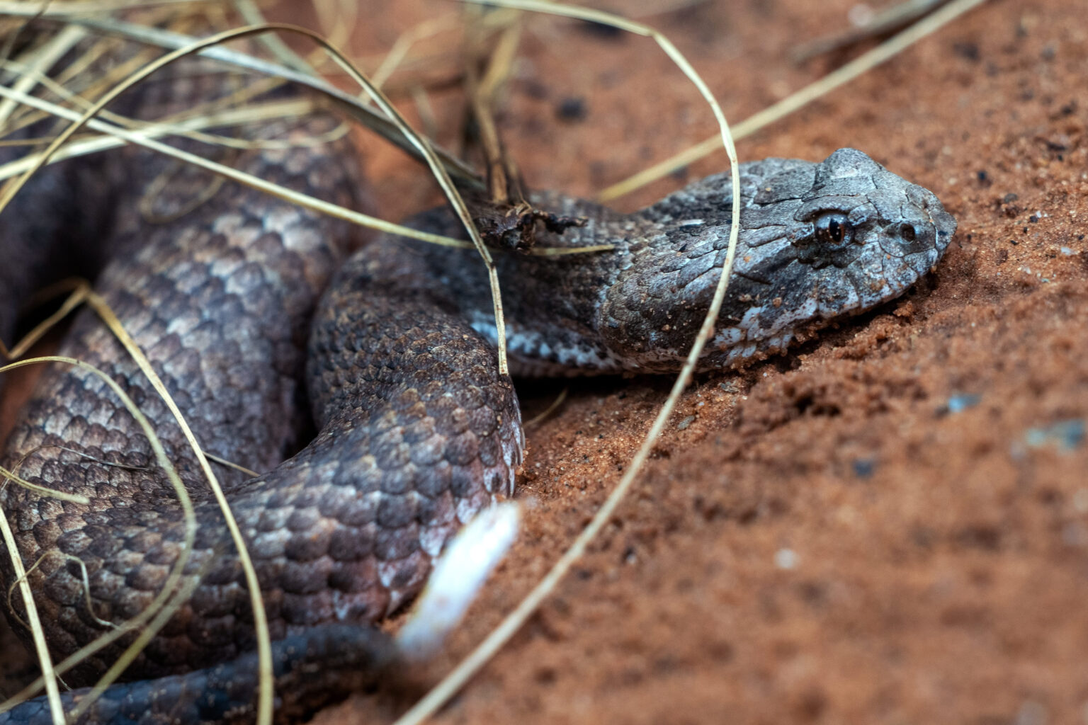 The common death adder is phoning it in - Australian Geographic