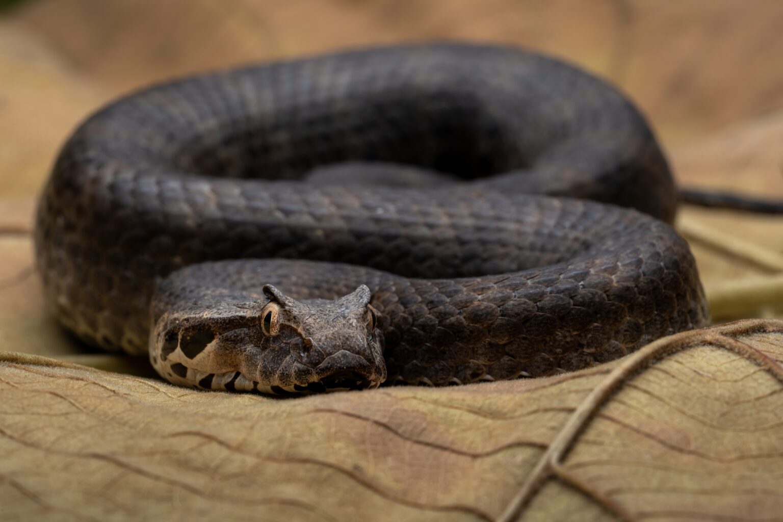 The common death adder is phoning it in - Australian Geographic