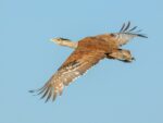 Fact File: Australian bustard (Ardeotis australis) - Australian Geographic