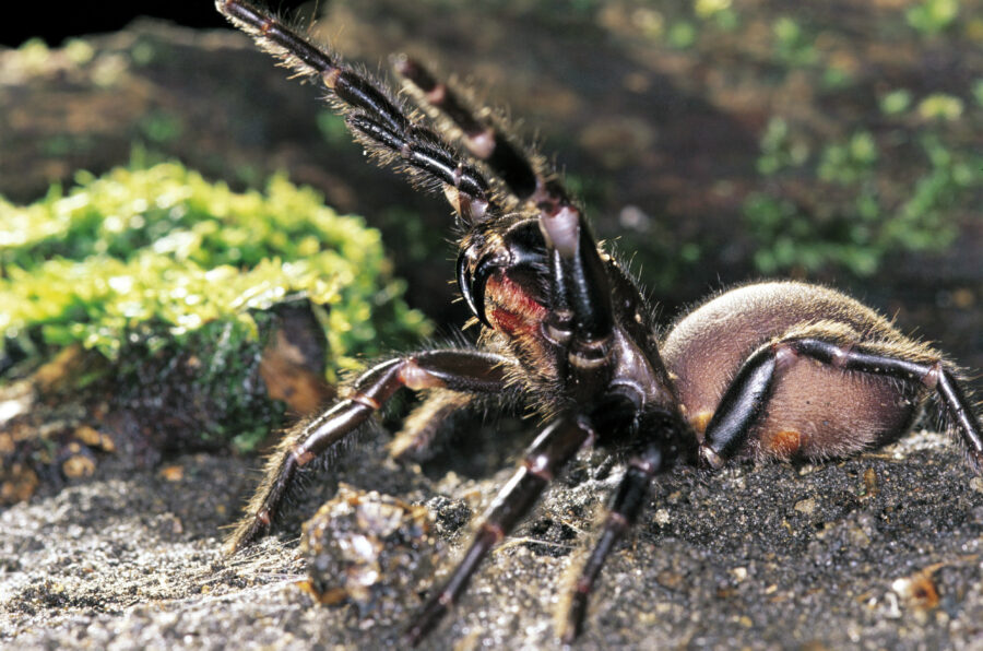 Funnel-web spiders are Australia’s deadliest? Not for our pets ...