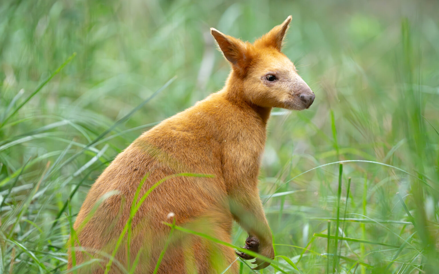 Chasing gold - Australian Geographic