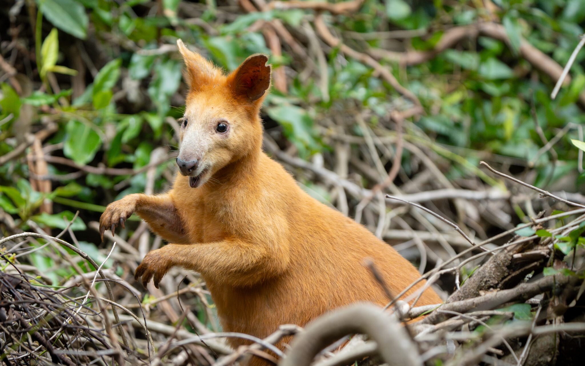 Where did the drop bear myth come from? - Australian Geographic