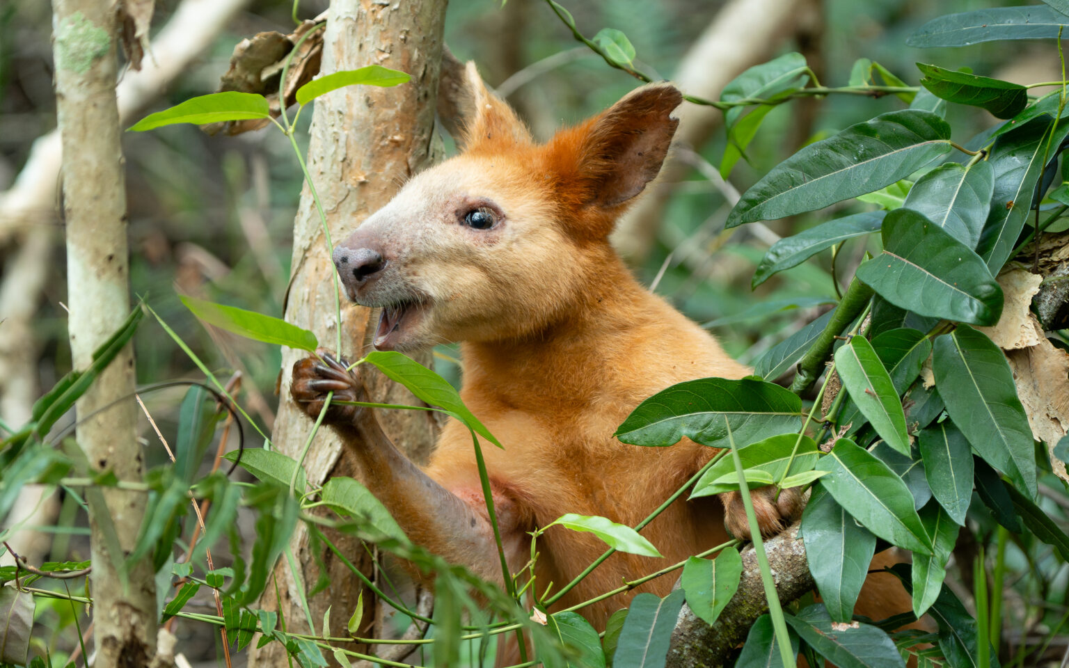 Chasing gold - Australian Geographic