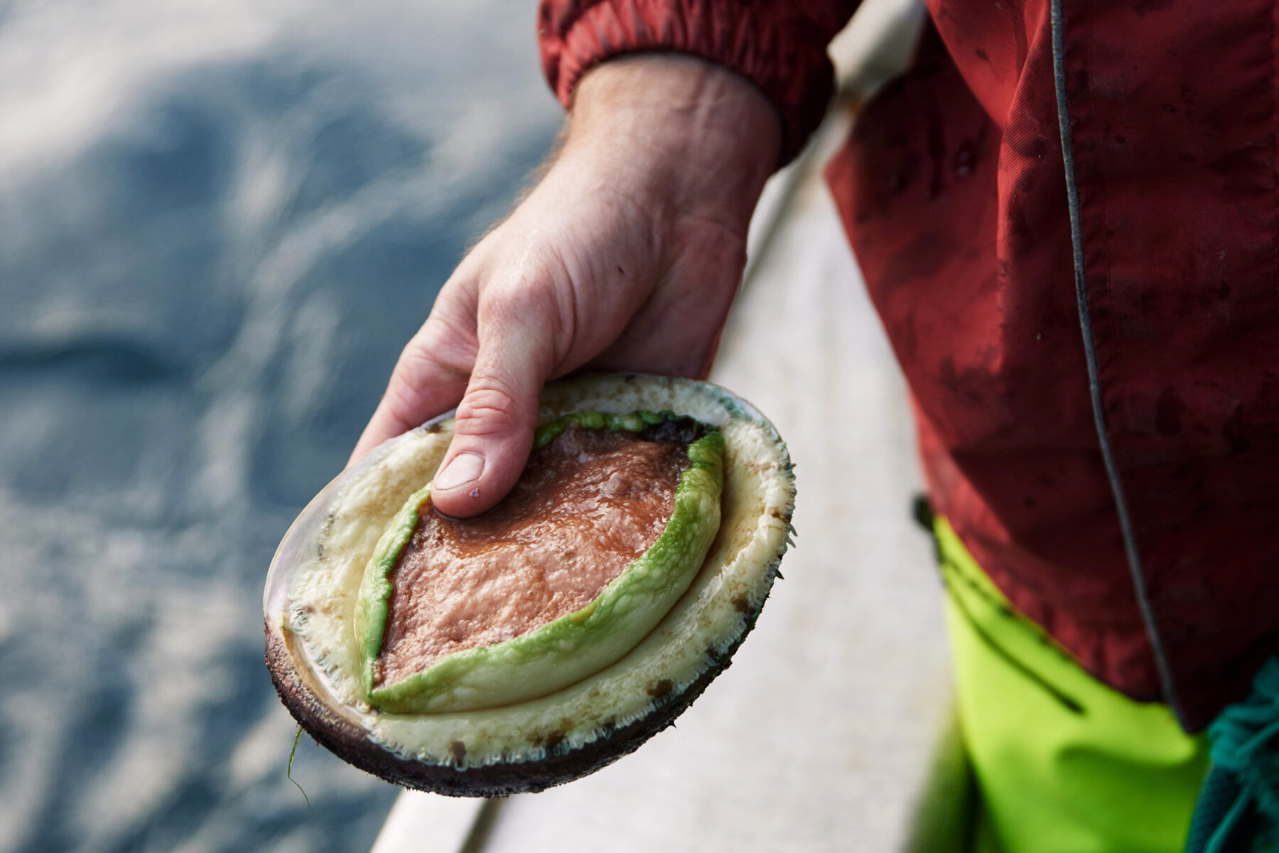 A complete guide to Streaky Bay, SA- Australian Geographic