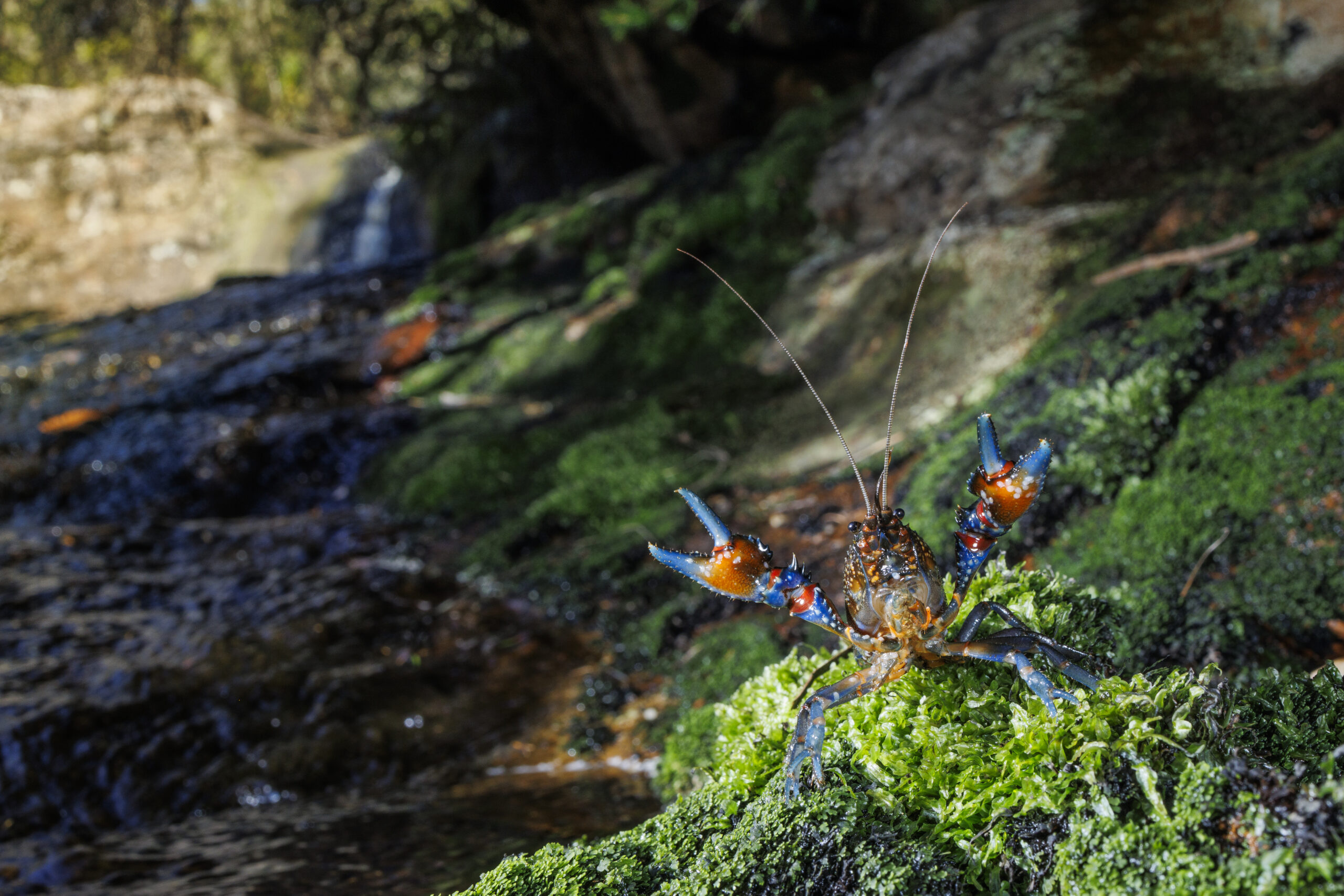 Shades of cray - Australian Geographic