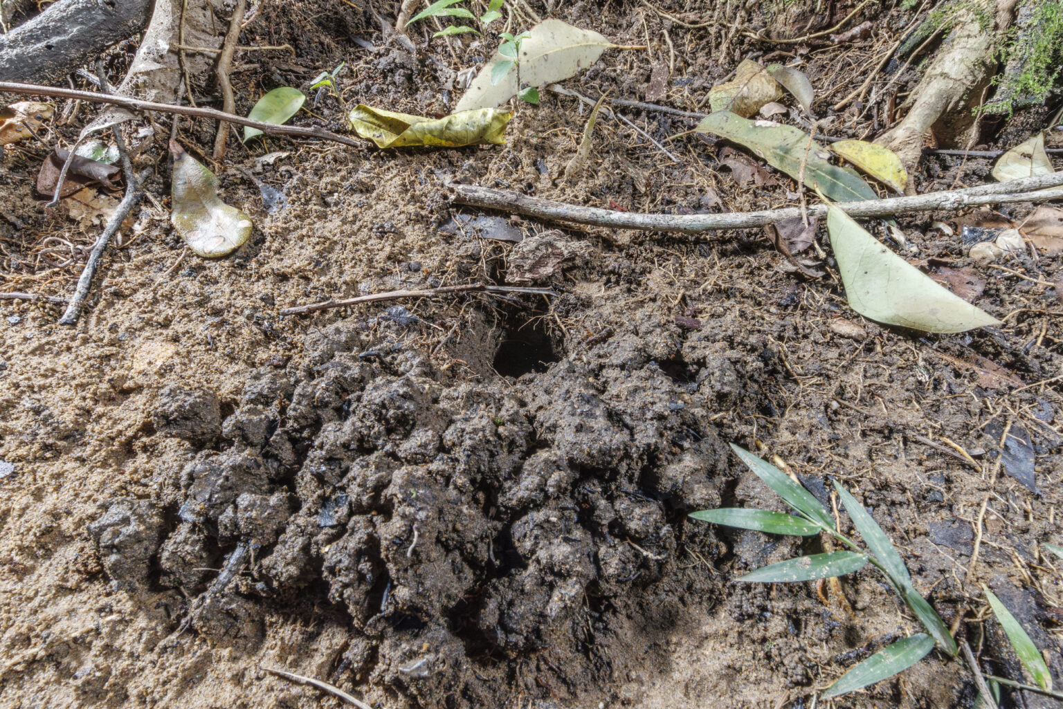 Shades of cray - Australian Geographic