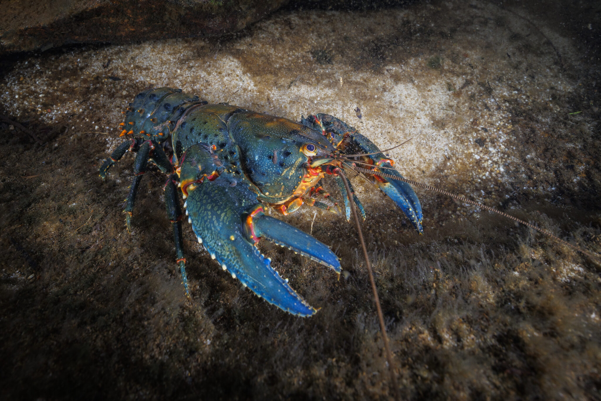 Shades of cray - Australian Geographic