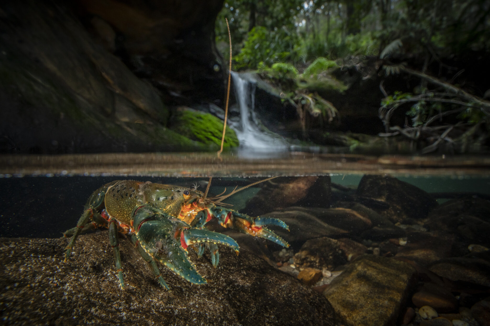 10 Australian endangered species - Australian Geographic