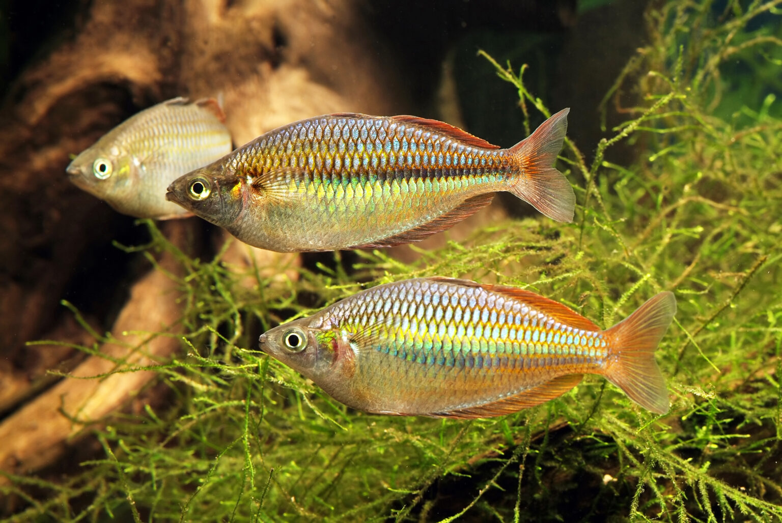 The truth behind fish intelligence