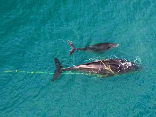 Australia's most dangerous predators - Australian Geographic