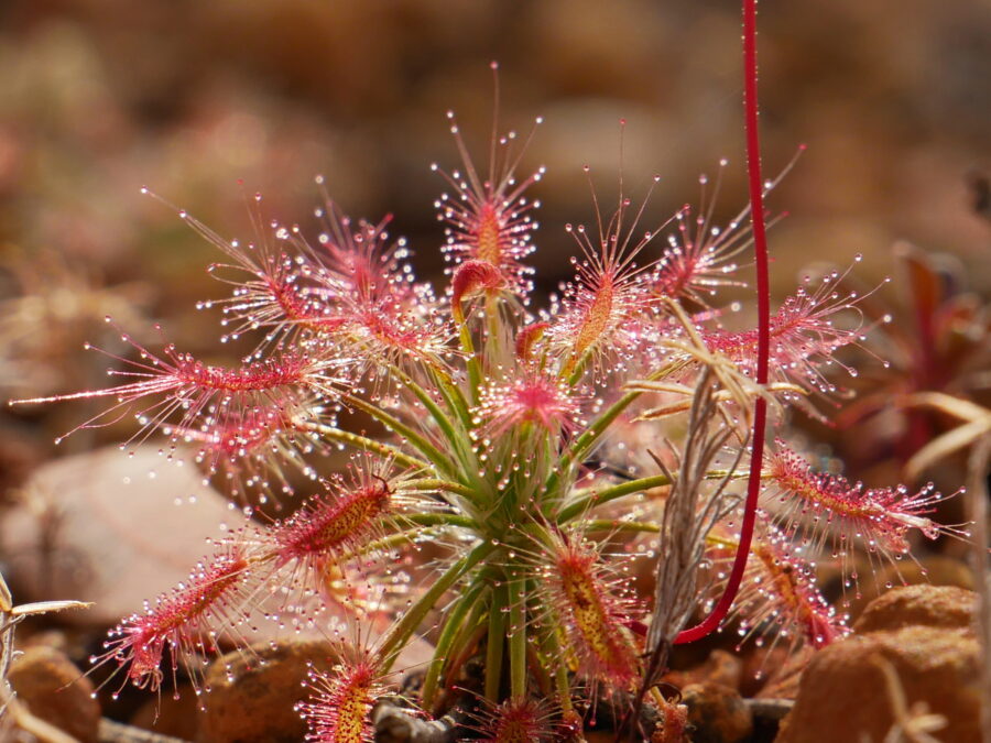 Drosera silvicola