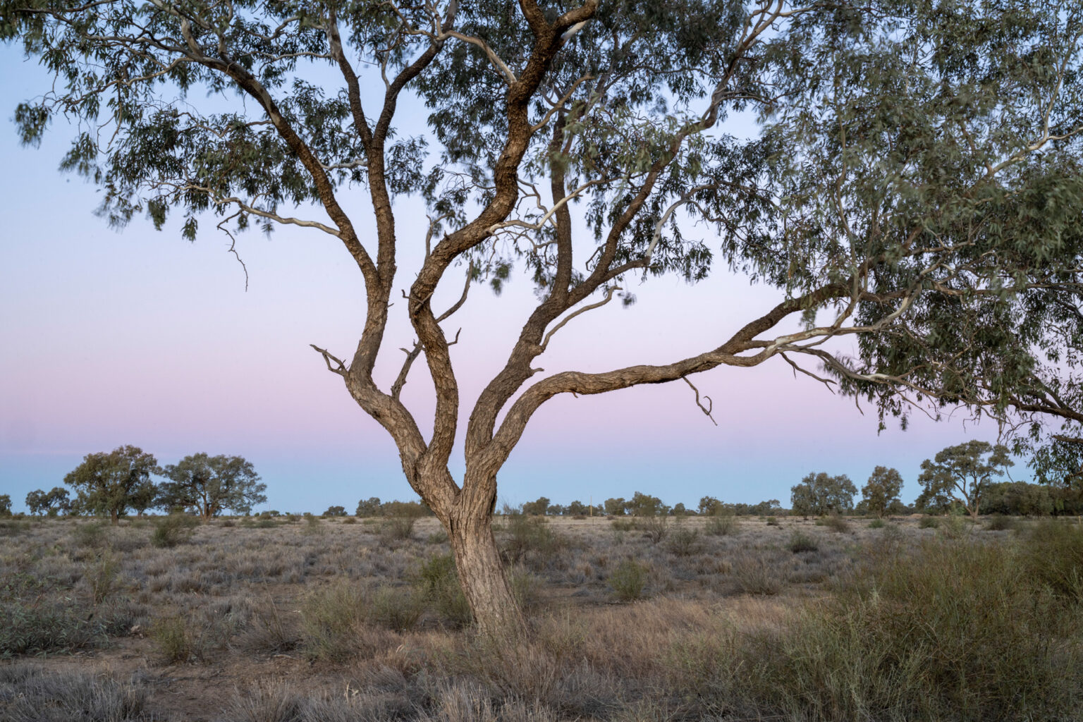 Australia's weird and wacky wasps - Australian Geographic