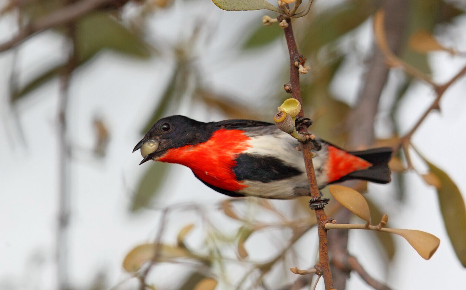 Celebrating Australia’s merry, once-misunderstood native mistletoe ...
