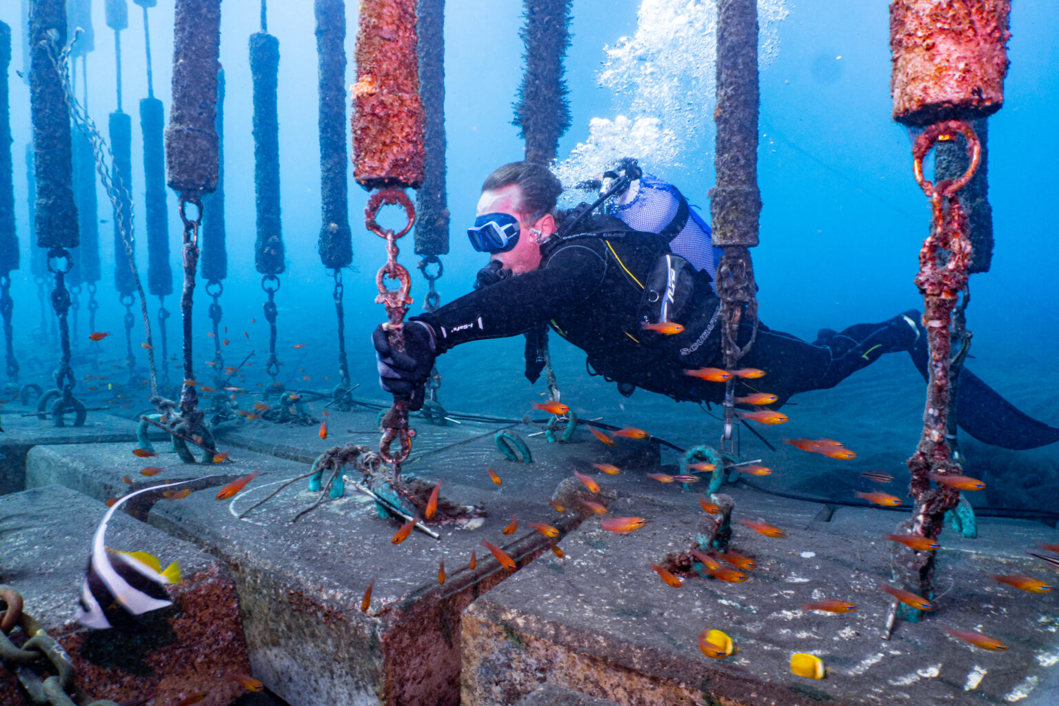 Living with sharks - Australian Geographic