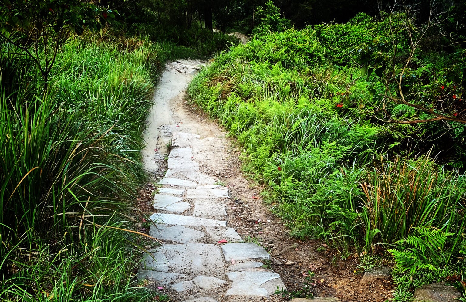 Fact File: Common lionfish (Pterois volitans) - Australian Geographic