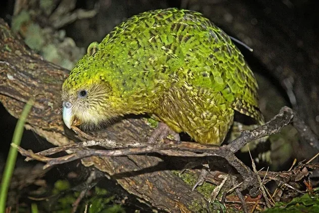 The enigma of the night parrot - Australian Geographic
