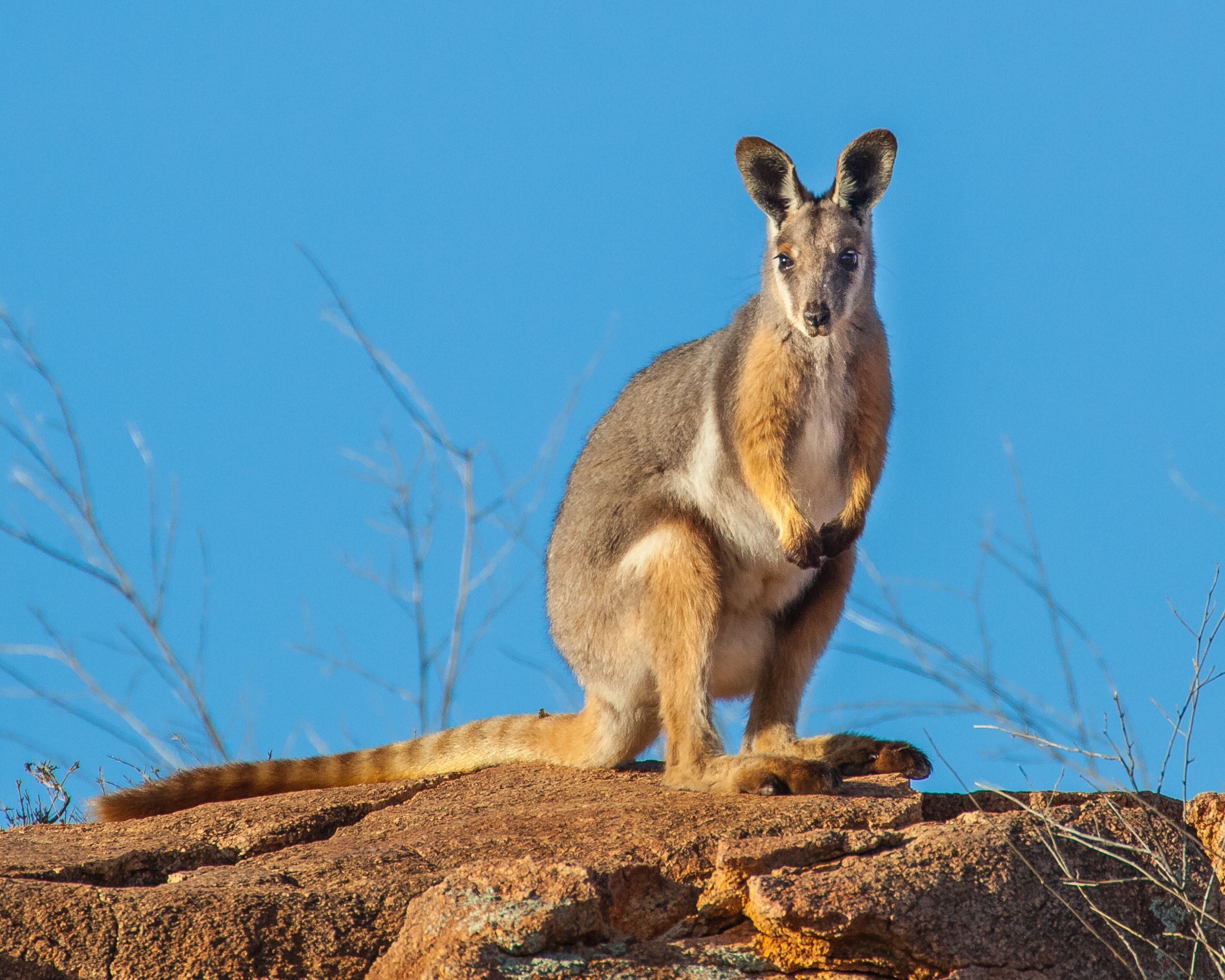 Fossils reveal wallabies were once wanderers - Australian Geographic
