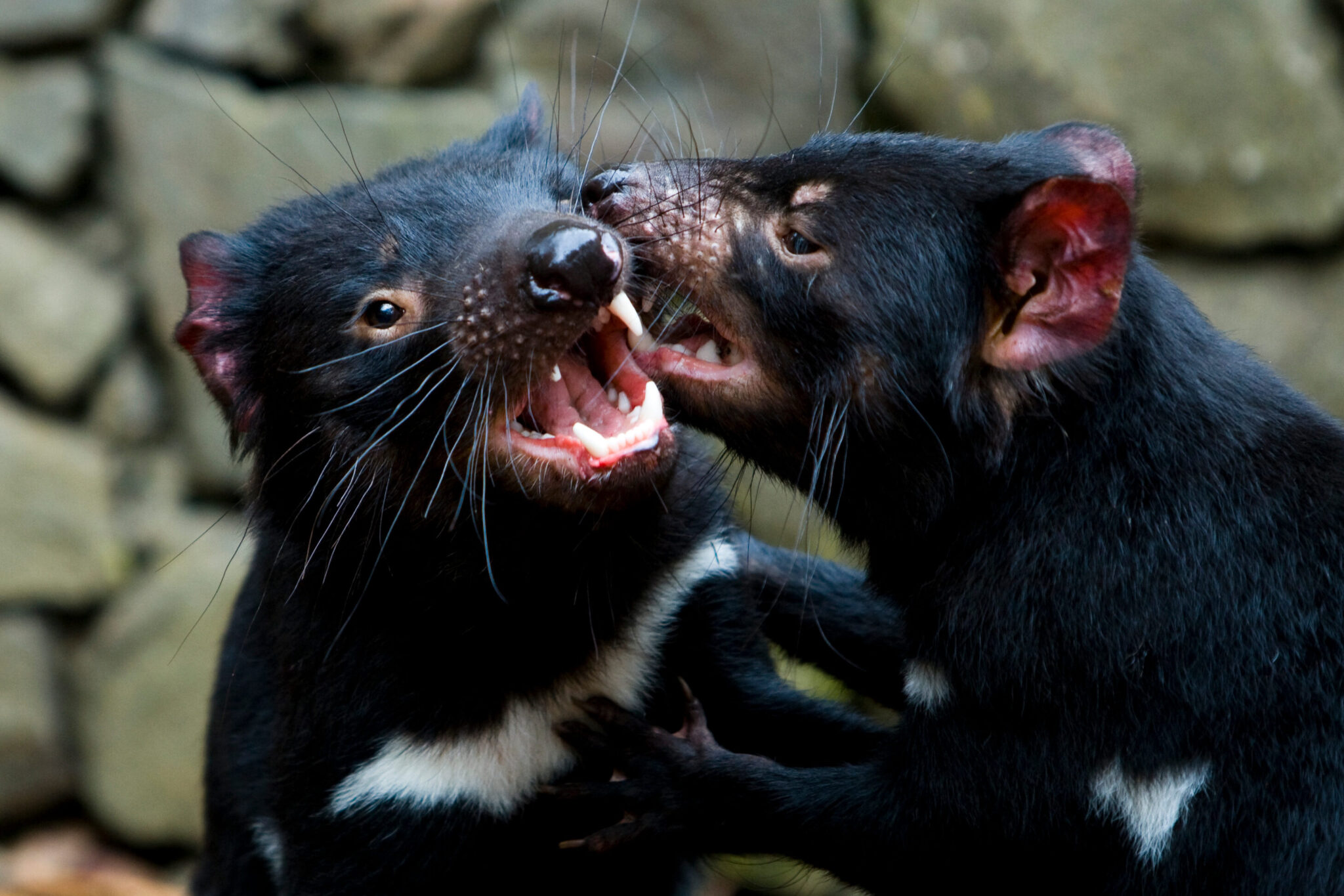 Saving our darling Tasmanian devils - Australian Geographic